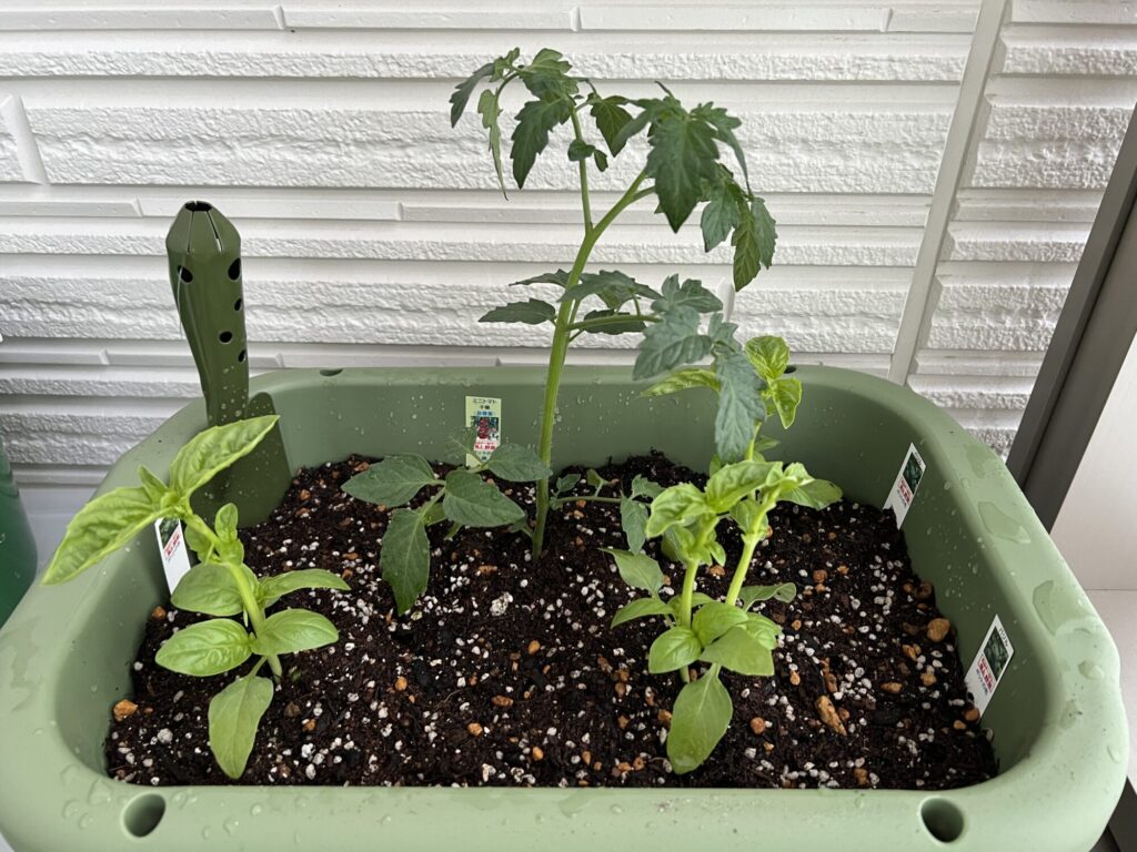 トマト、バジルの栽培を始めました。 | はっぱファン（Happa-fun）‐公式ブログ‐