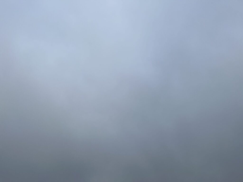 トマト、バジルの栽培 2日目 | はっぱファン（Happa-fun）‐公式ブログ‐