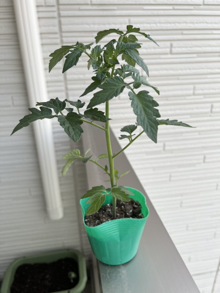 トマト、バジルの苗を買いました。 | はっぱファン（Happa-fun）‐公式ブログ‐