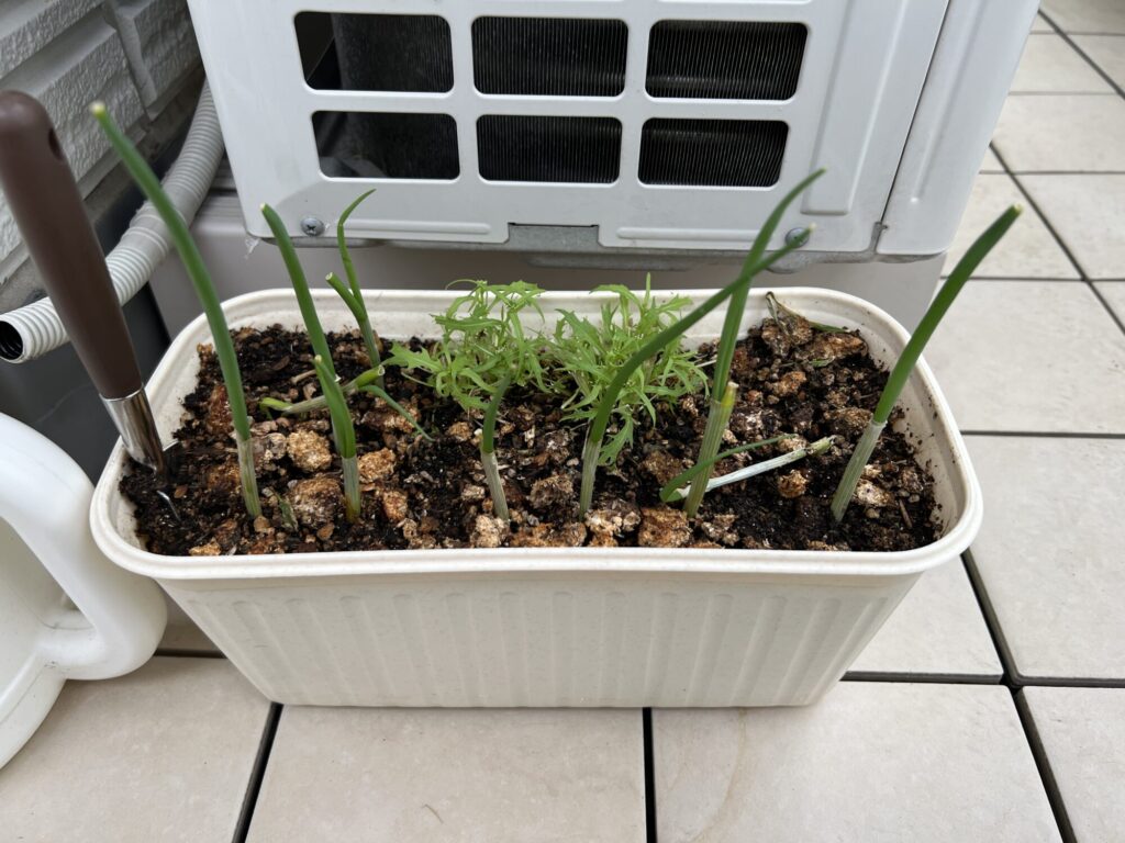 ネギ、水菜の栽培 10日目 | はっぱファン（Happa-fun）‐公式ブログ‐