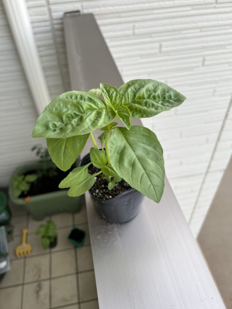 トマト、バジルの苗を買いました。 | はっぱファン（Happa-fun）‐公式ブログ‐