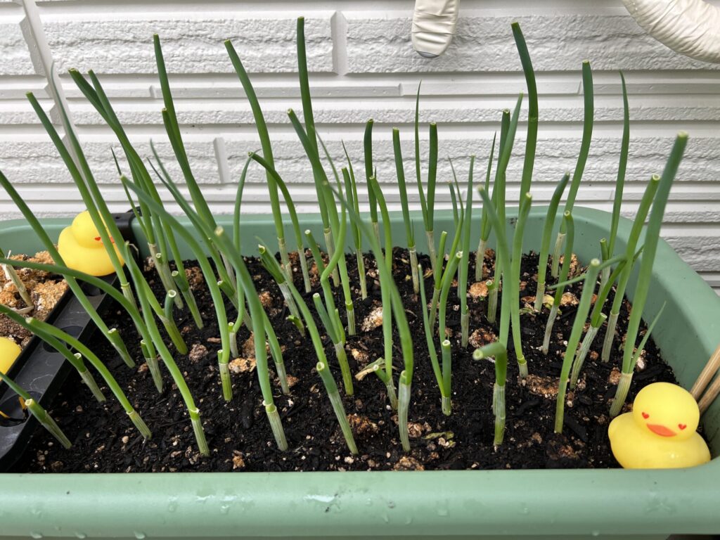 ネギ、水菜の栽培 11日目 | はっぱファン（Happa-fun）‐公式ブログ‐