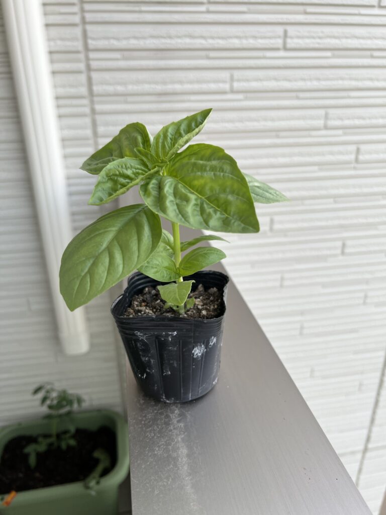 トマト、バジルの苗を買いました。 | はっぱファン（Happa-fun）‐公式ブログ‐