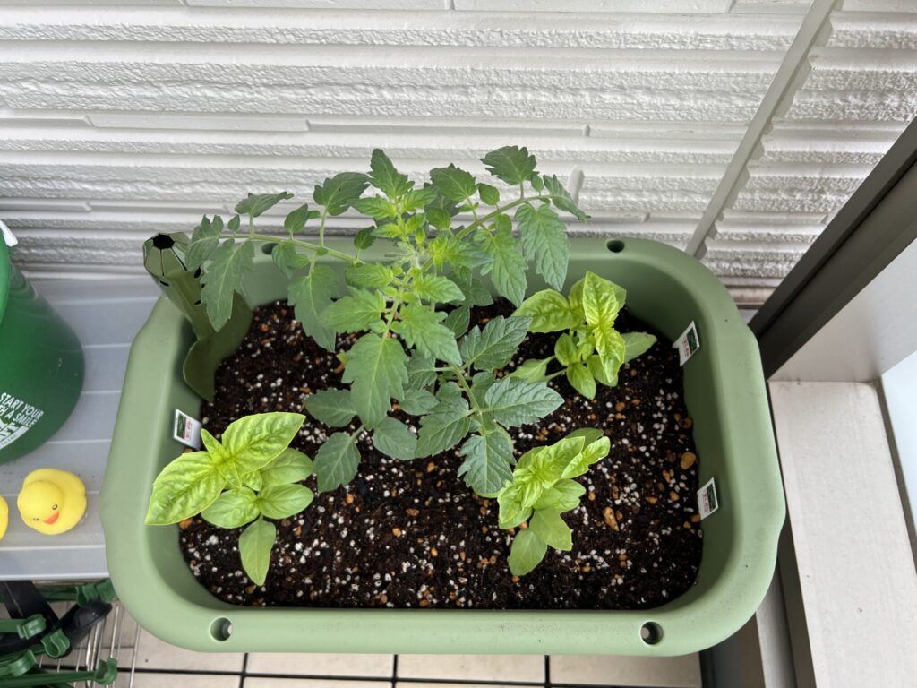 トマト、バジルの栽培 2日目 | はっぱファン（Happa-fun）‐公式ブログ‐