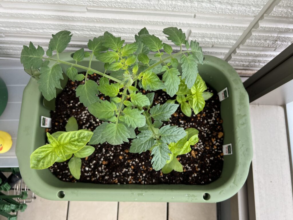 トマト、バジルの栽培 3日目 | はっぱファン（Happa-fun）‐公式ブログ‐