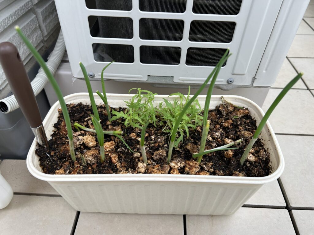 ネギ、水菜の栽培 11日目 | はっぱファン（Happa-fun）‐公式ブログ‐