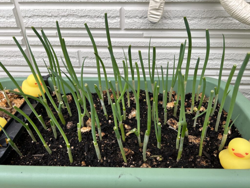 ネギ、水菜の栽培 10日目 | はっぱファン（Happa-fun）‐公式ブログ‐