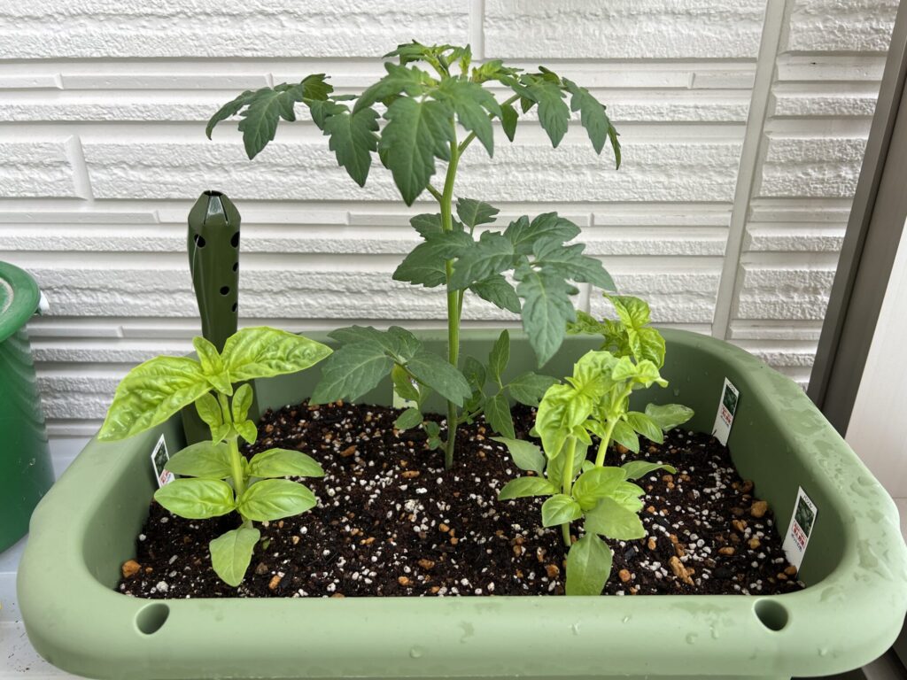 トマト、バジルの栽培 3日目 | はっぱファン（Happa-fun）‐公式ブログ‐