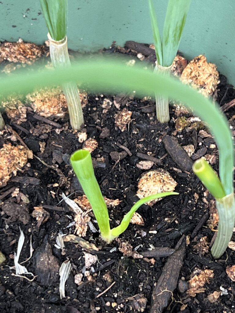 ネギ、水菜の栽培 17日目 | はっぱファン（Happa-fun）‐公式ブログ‐