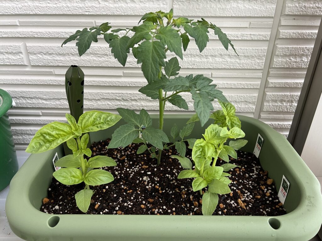 トマト、バジルの栽培 4日目 | はっぱファン（Happa-fun）‐公式ブログ‐