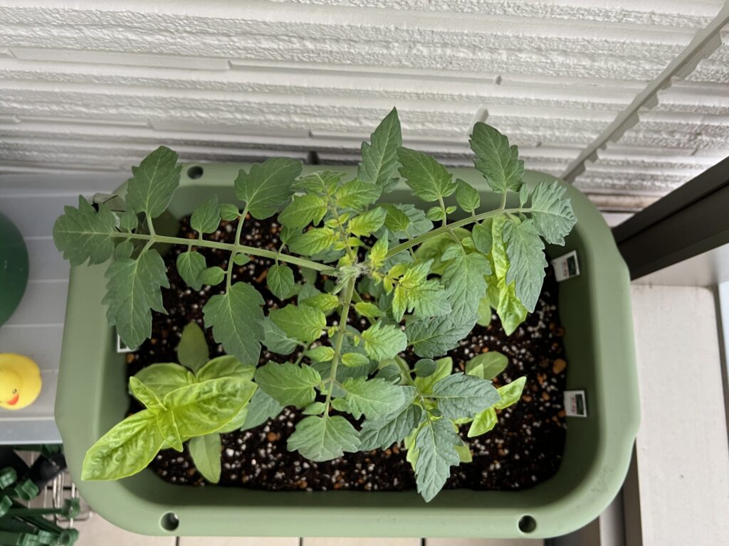 トマト、バジルの栽培 4日目 | はっぱファン（Happa-fun）‐公式ブログ‐