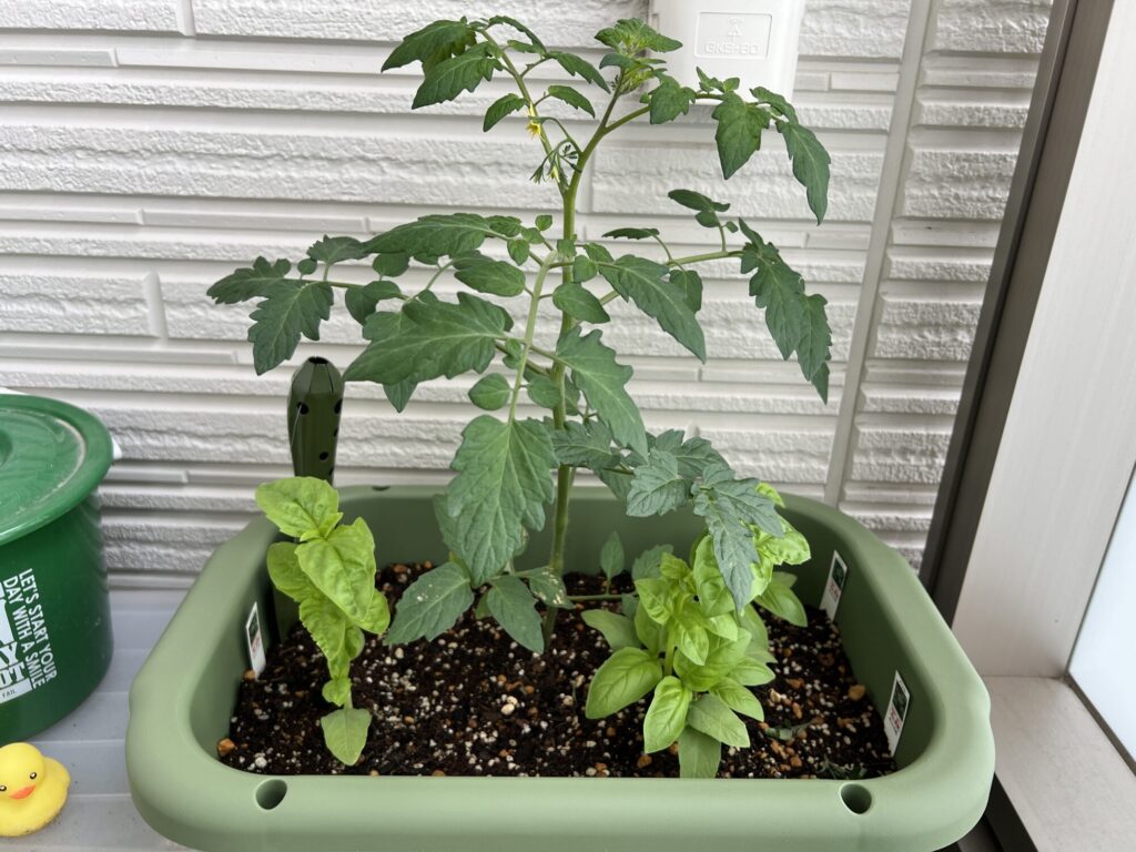 トマト、バジルの栽培 9日目 | はっぱファン（Happa-fun）‐公式ブログ‐