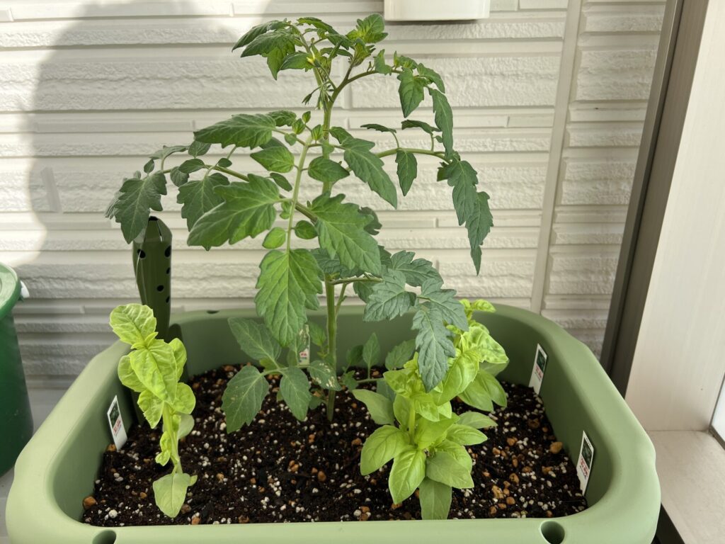 トマト、バジルの栽培 8日目 | はっぱファン（Happa-fun）‐公式ブログ‐