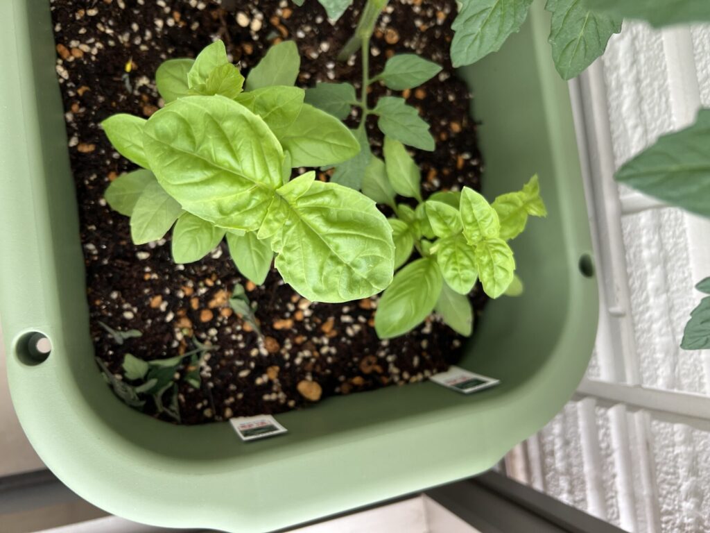 トマト、バジルの栽培 9日目 | はっぱファン（Happa-fun）‐公式ブログ‐