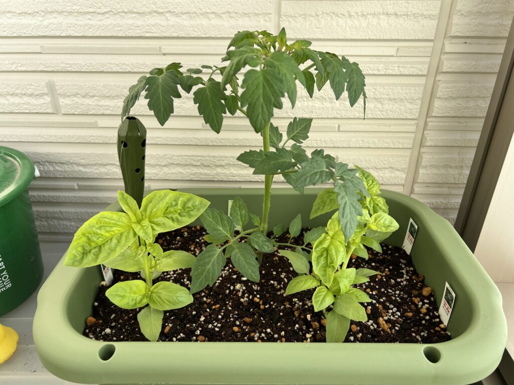 トマト、バジルの栽培 5日目 | はっぱファン（Happa-fun）‐公式ブログ‐