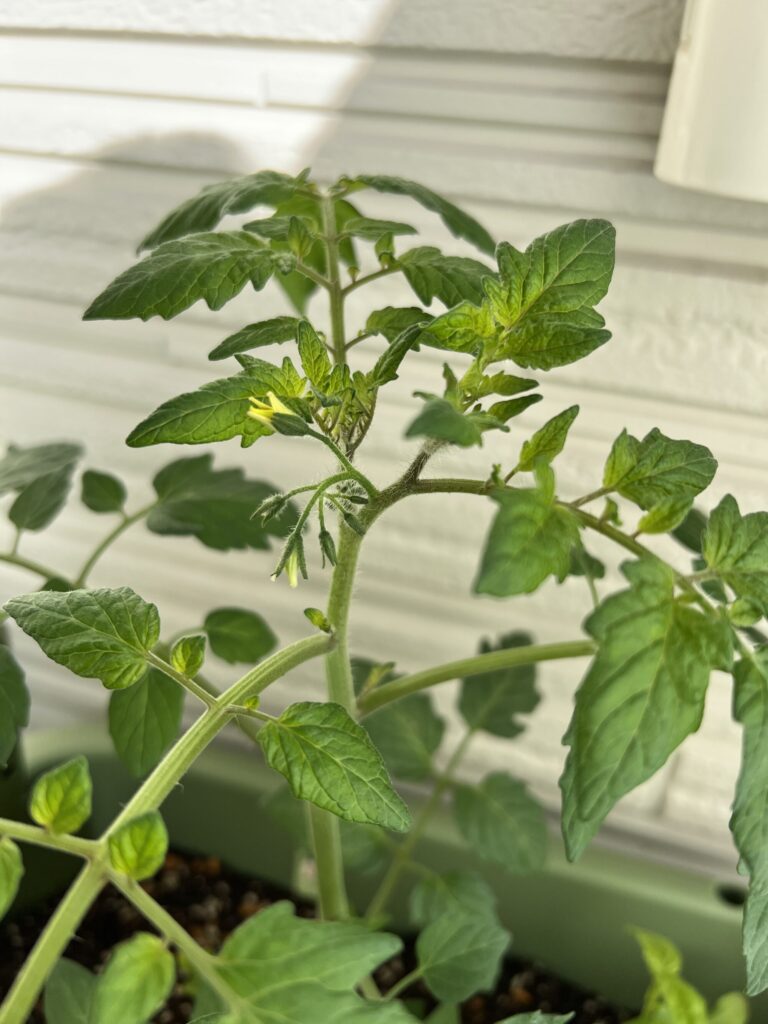 トマト、バジルの栽培 8日目 | はっぱファン（Happa-fun）‐公式ブログ‐