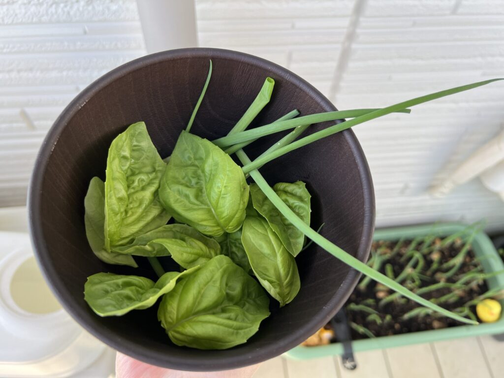 ネギ、水菜の栽培 15日目 | はっぱファン（Happa-fun）‐公式ブログ‐