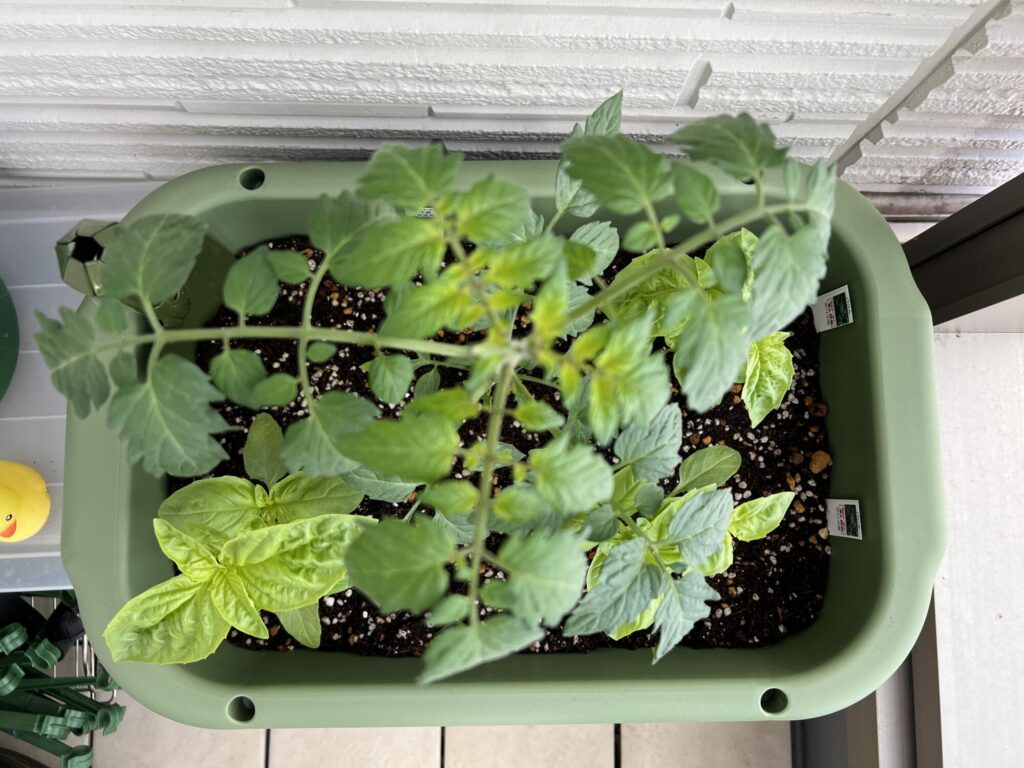 トマト、バジルの栽培 5日目 | はっぱファン（Happa-fun）‐公式ブログ‐