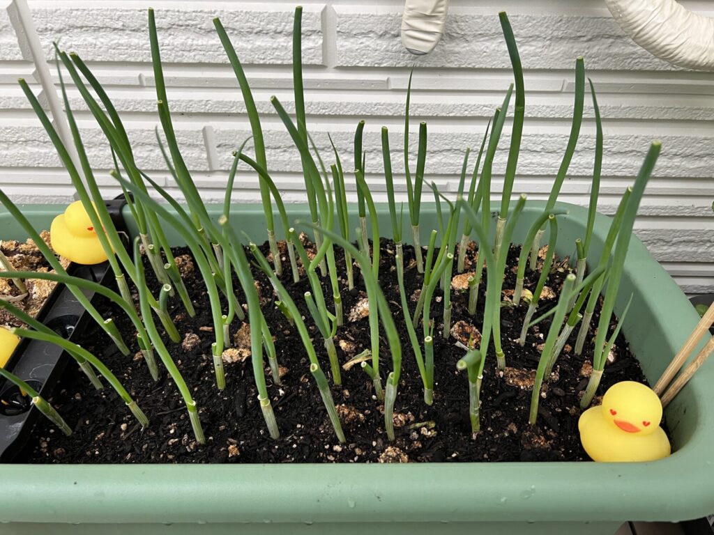 ネギ、水菜の栽培 12日目 | はっぱファン（Happa-fun）‐公式ブログ‐