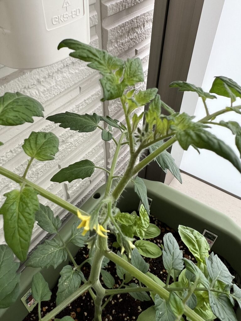 トマト、バジルの栽培 9日目 | はっぱファン（Happa-fun）‐公式ブログ‐