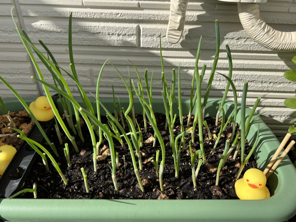 ネギ、水菜の栽培 16日目 | はっぱファン（Happa-fun）‐公式ブログ‐