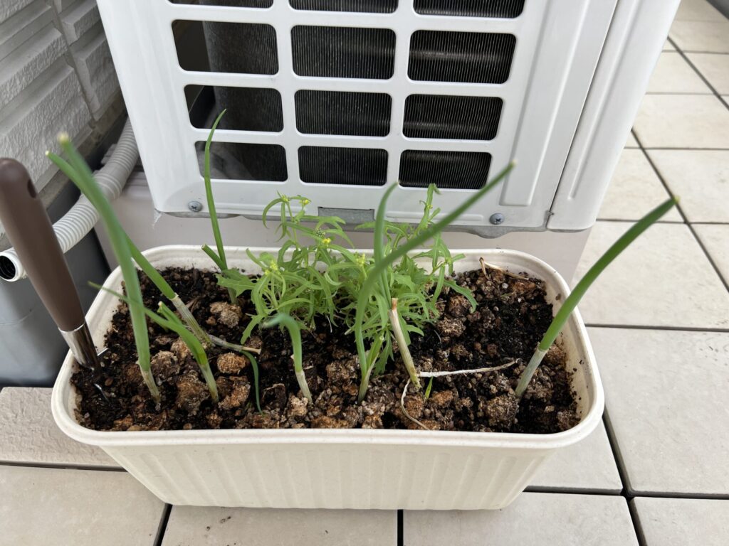 ネギ、水菜の栽培 16日目 | はっぱファン（Happa-fun）‐公式ブログ‐