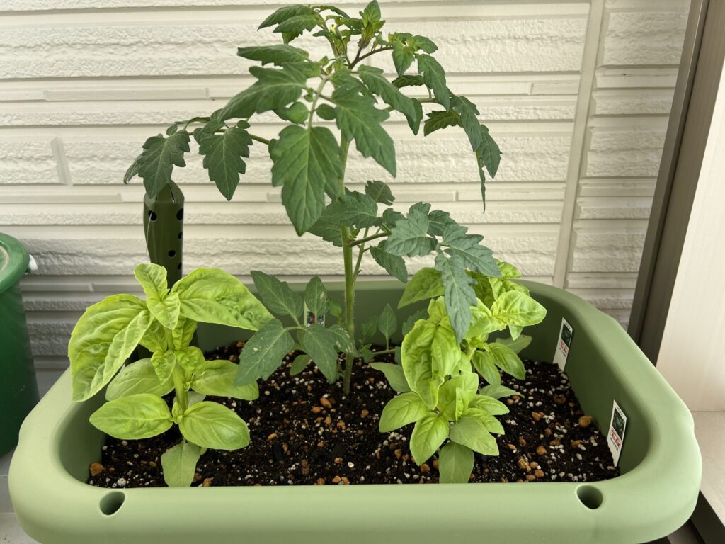 トマト、バジルの栽培 7日目 | はっぱファン（Happa-fun）‐公式ブログ‐