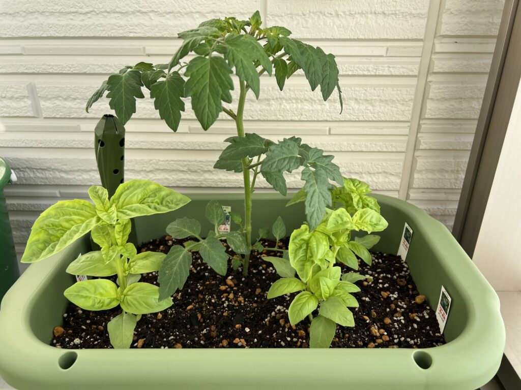 トマト、バジルの栽培 6日目 | はっぱファン（Happa-fun）‐公式ブログ‐