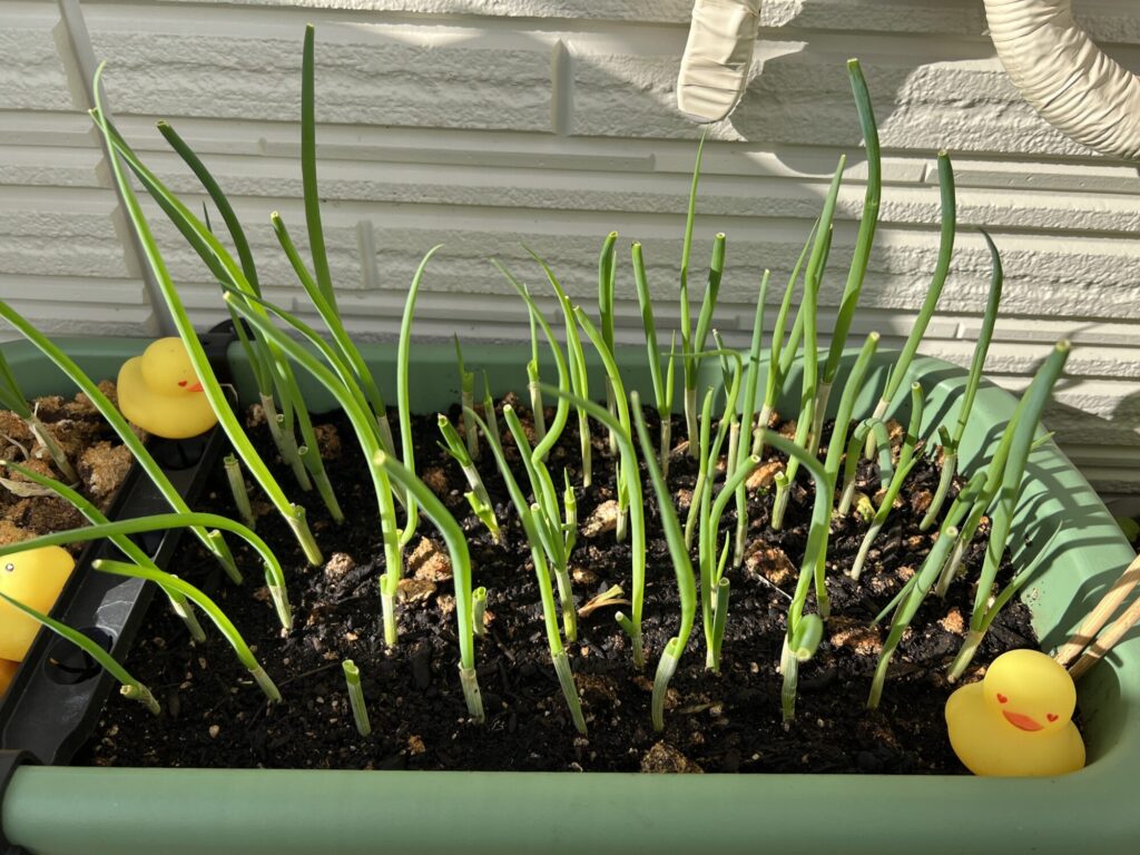 ネギ、水菜の栽培 14日目 | はっぱファン（Happa-fun）‐公式ブログ‐