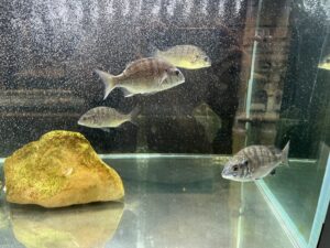 Summary / まとめ記事 | はっぱファン（Happa-fun）‐公式ブログ‐